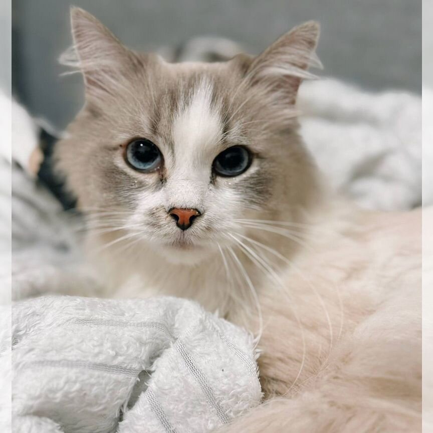 Взрослый кот в добрые руки