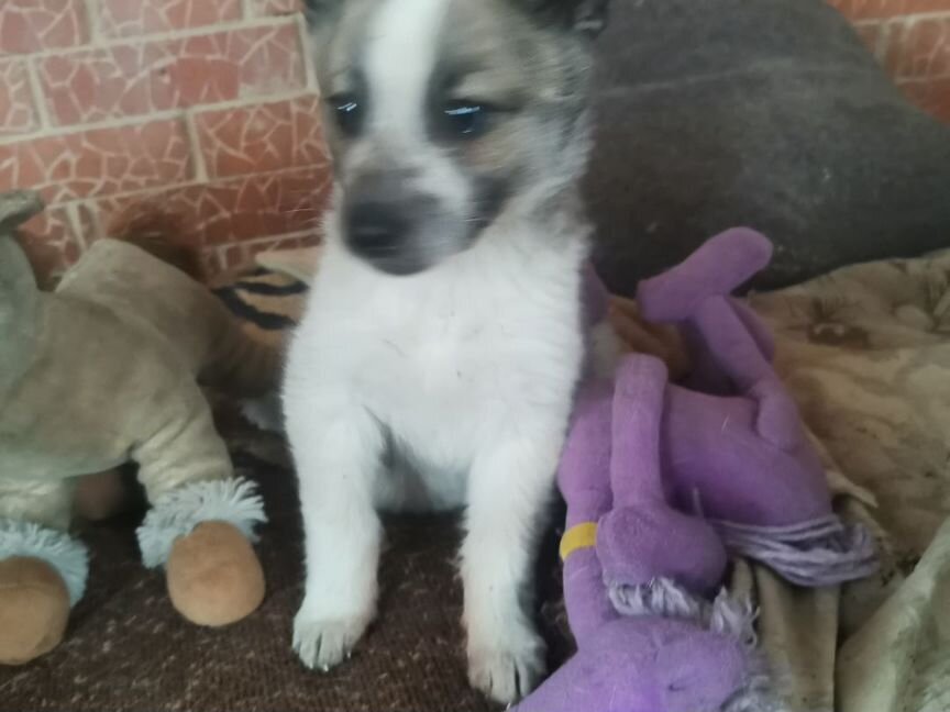 Мелкая собака в добрые руки