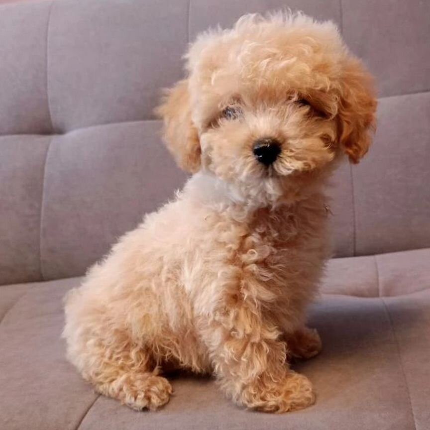 Мальтипу, щенок