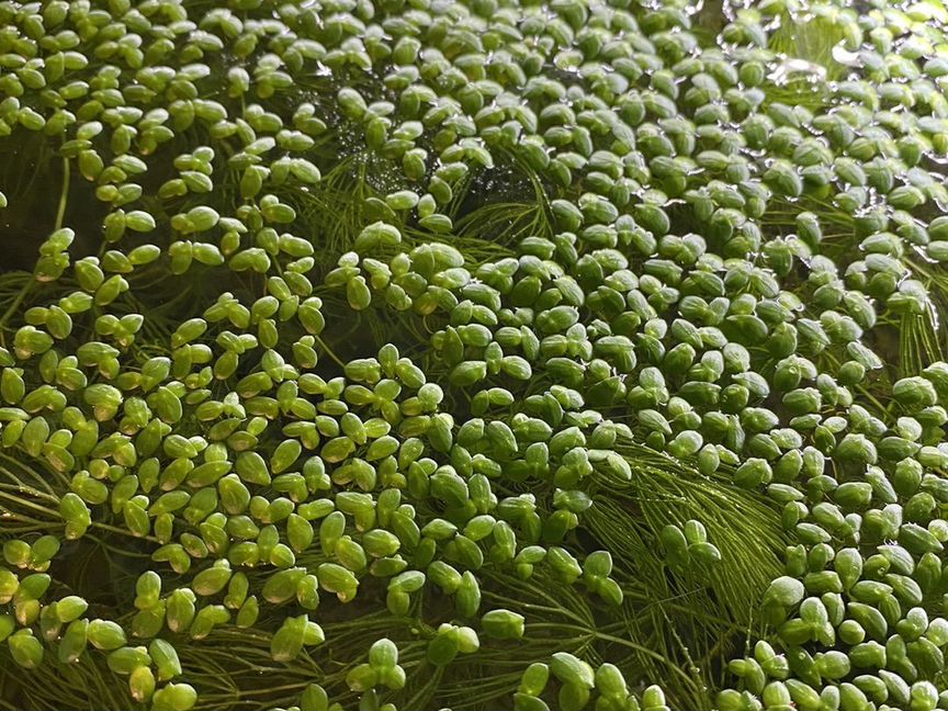 Ряска, роголистник