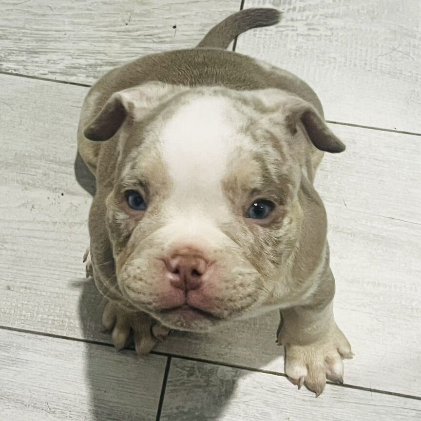 Американский булли, щенок