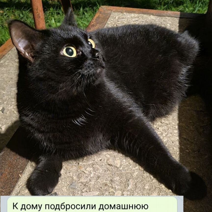 Плюшевая кошка ищет дом