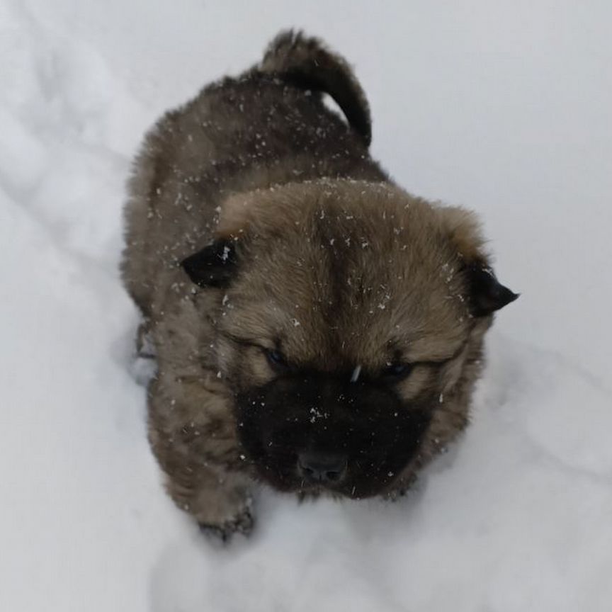 Кавказская овчарка, щенок