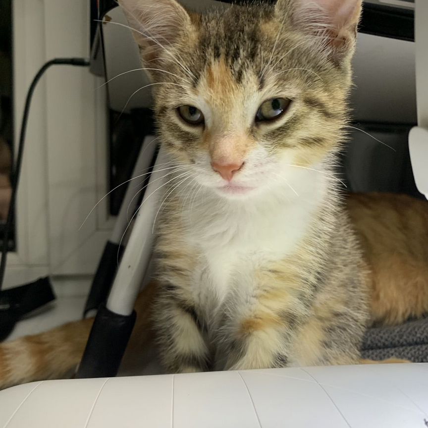 Котенок девочка 4 месяца