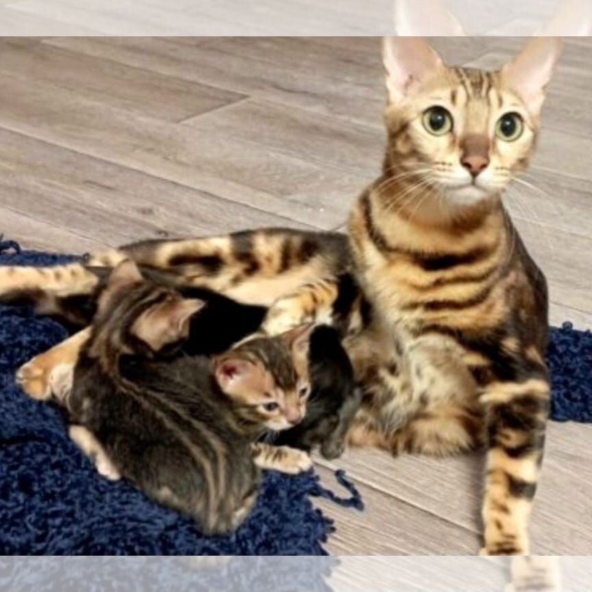 Бенгальские котята) Мрамор