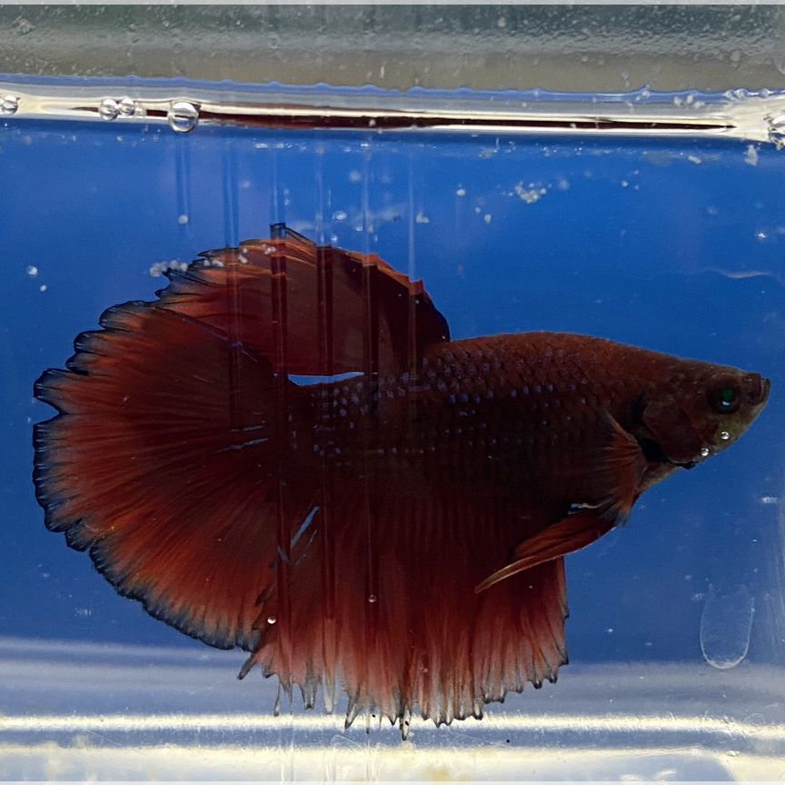 Аквариумные рыбки