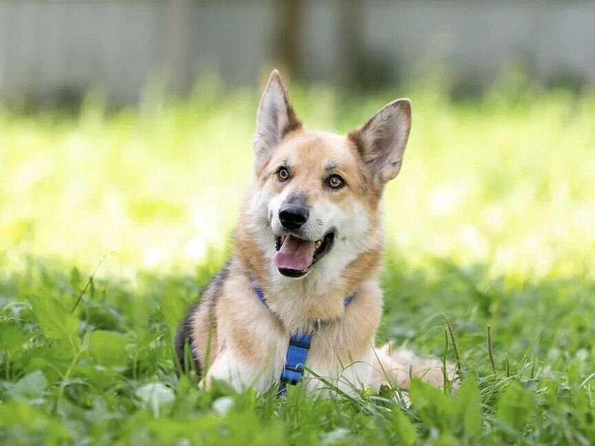 Метис овчарки и хаски