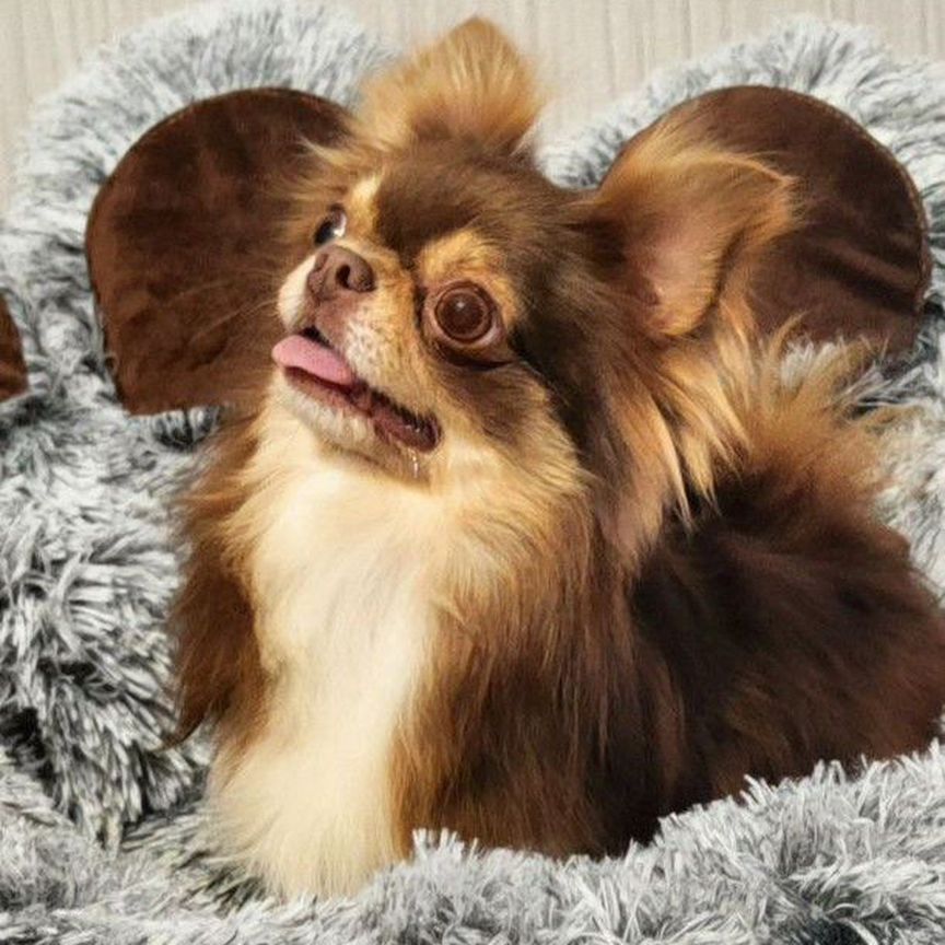 Чихуахуа, взрослый пёс