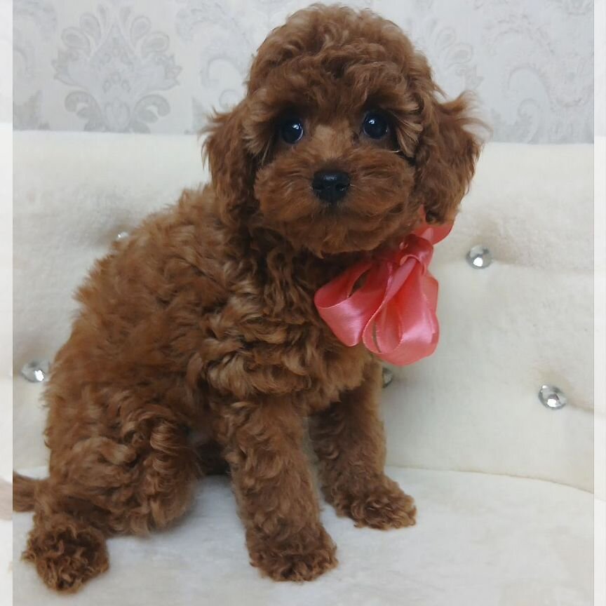 Той-пудель, щенок