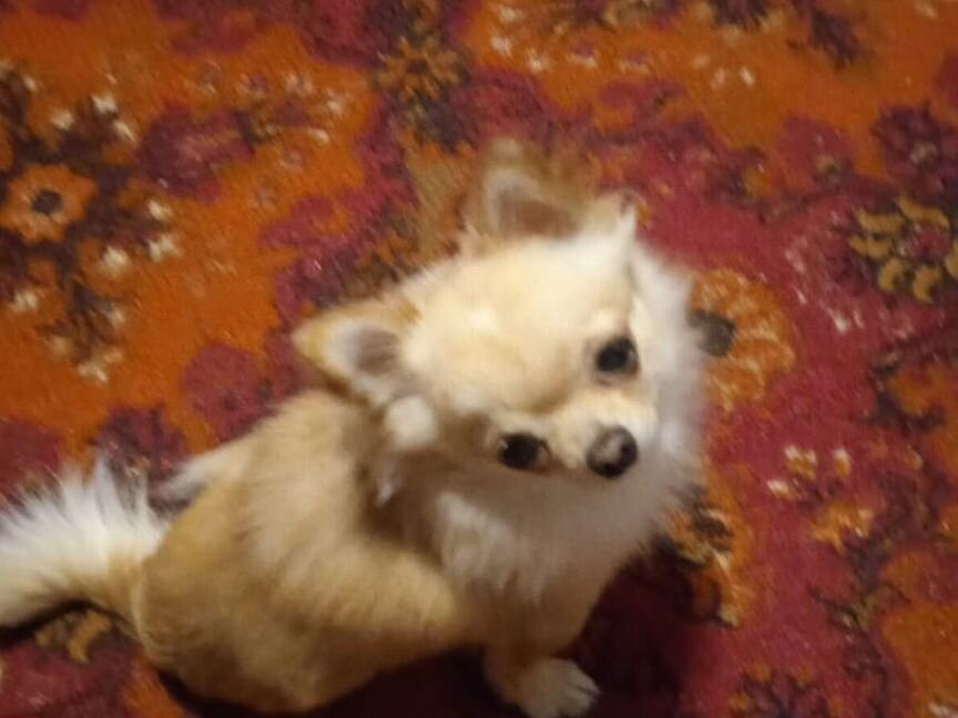 Собака чихуахуа