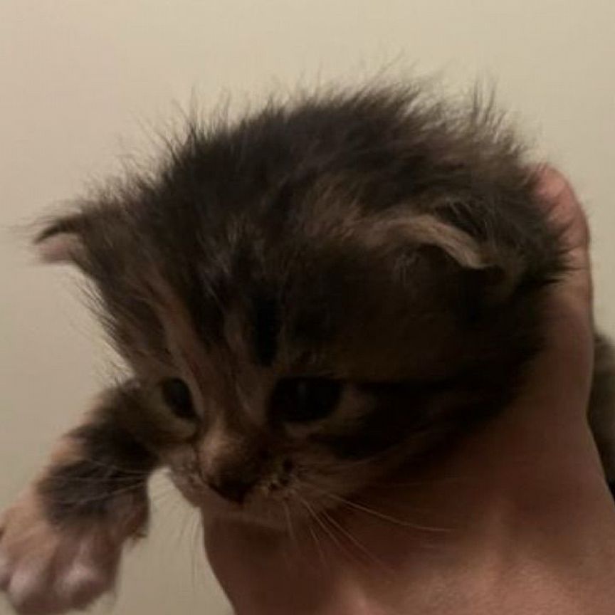 Сибирские котята питомник