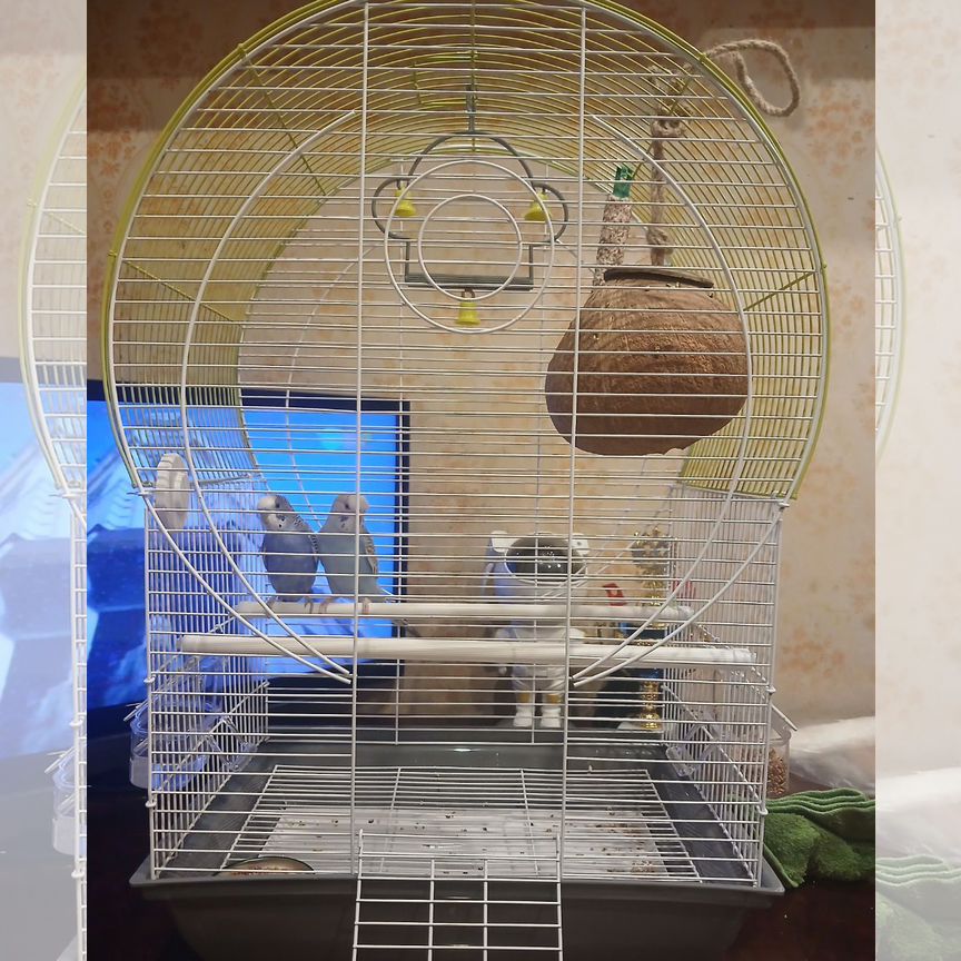 Волнистый попугай с клеткой