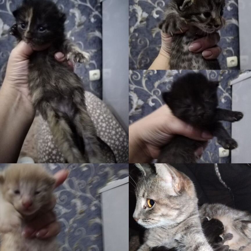 Котятам нужен дом