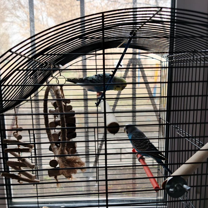 Волнистый попугай