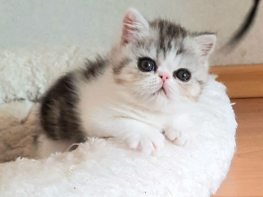 Экзотический малыщ
