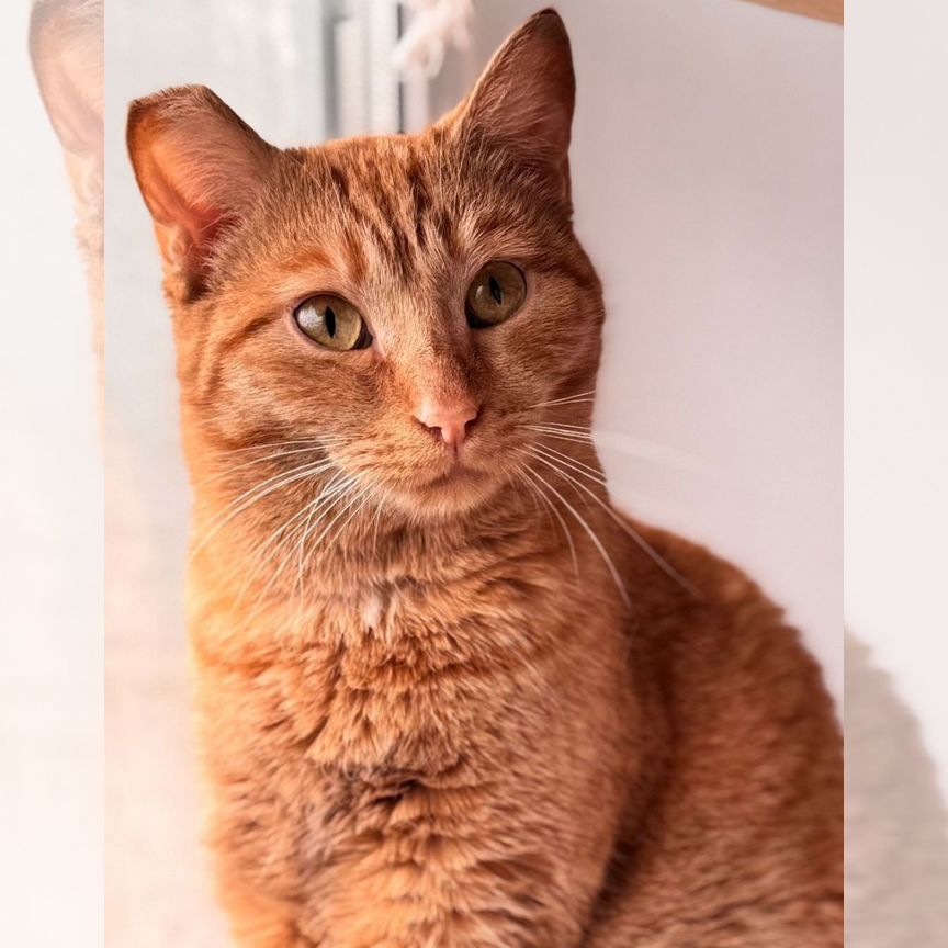 Взрослый кот в добрые руки