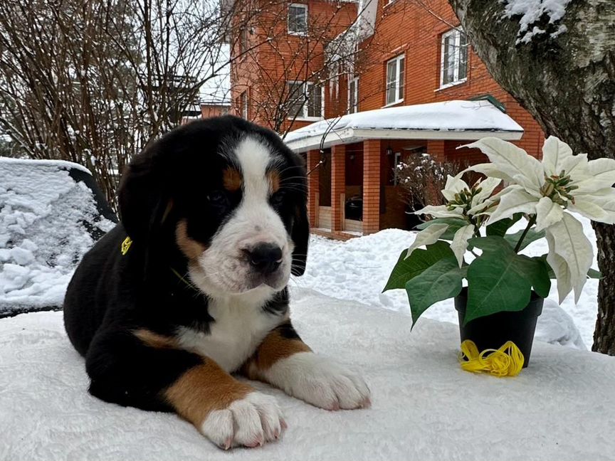 Большой швейцарский зенненхунд щенок девочка