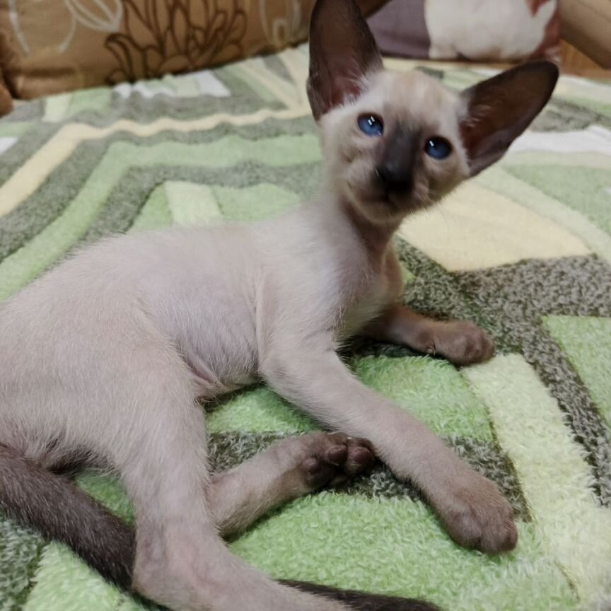 Ориентальный котёнок