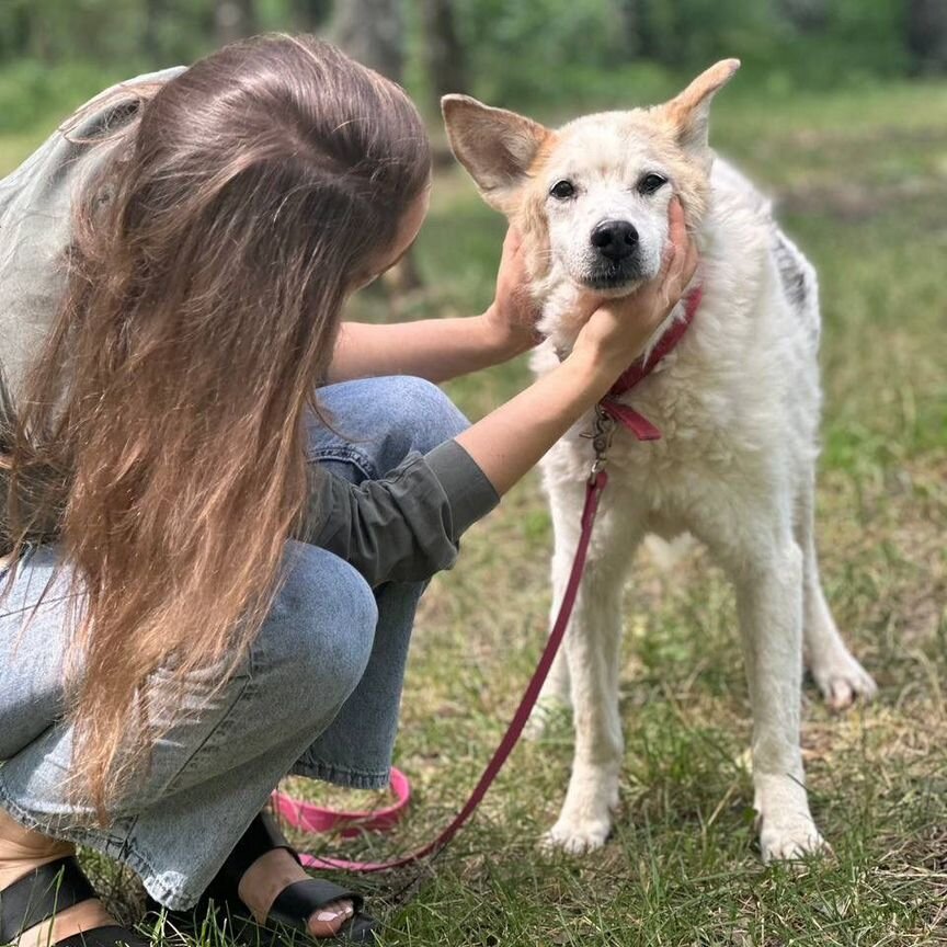 Замечальный пес из приюта Тимоша ищет дом