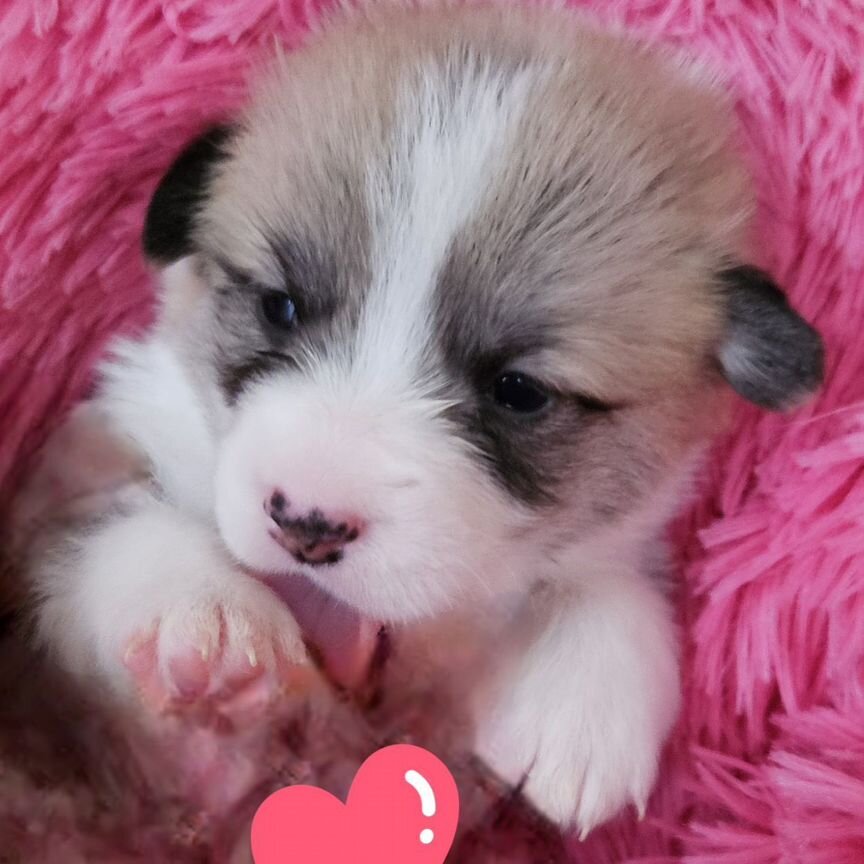 Вельш Корги Пемброк, щенок