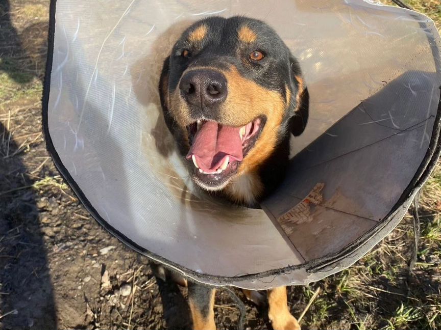 Бездомная собака в добрые руки