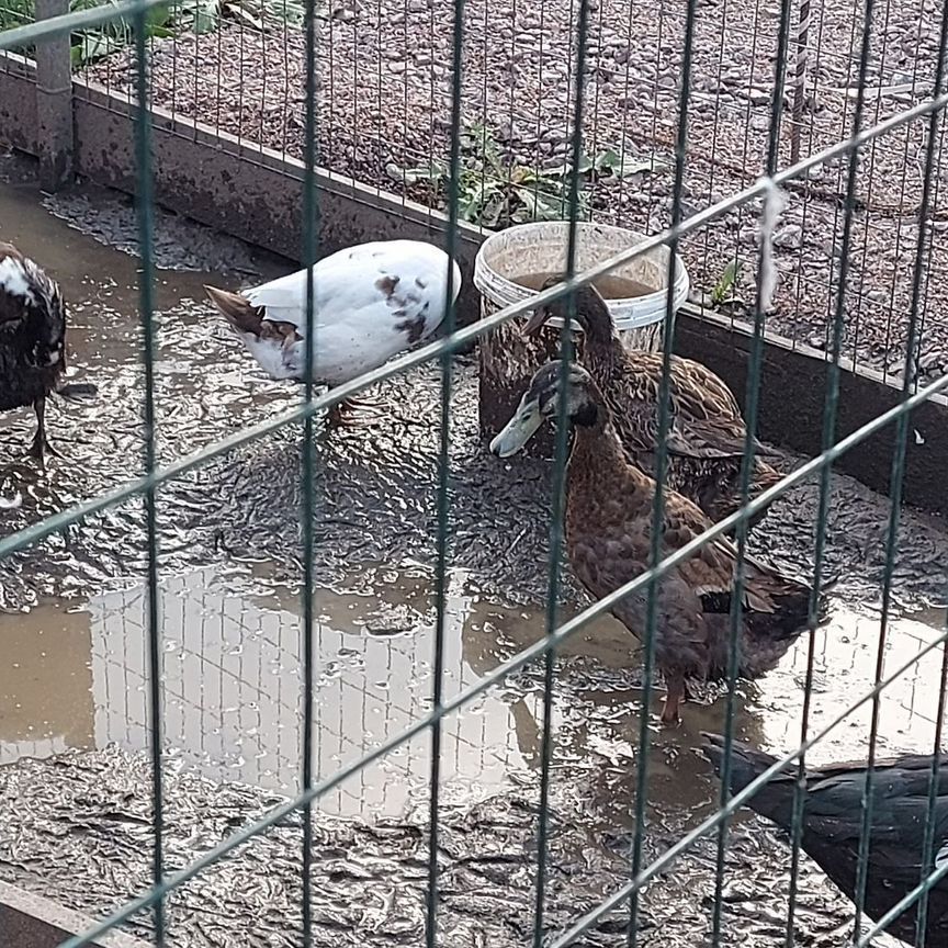 Продаются утки