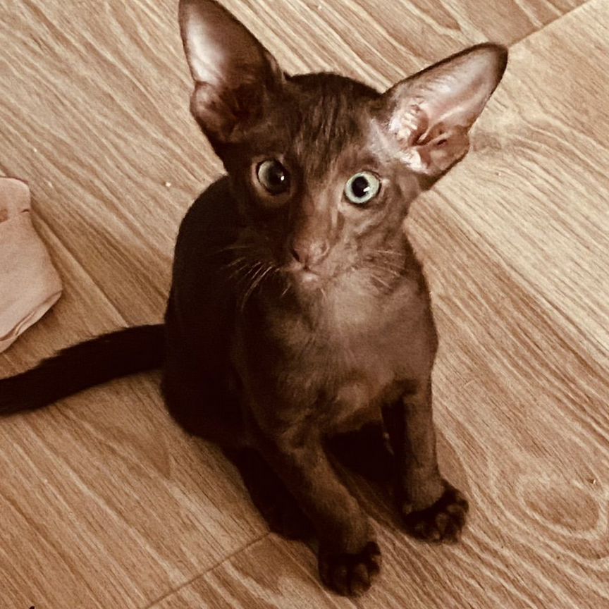 Ориентальный котёнок