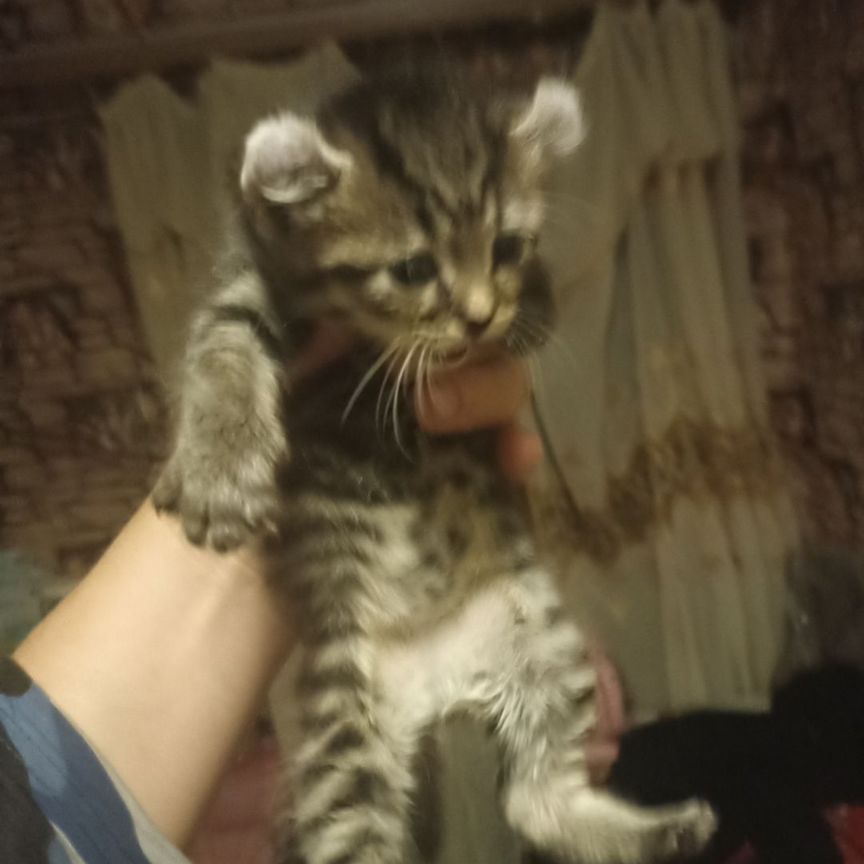 Котята эксклюзивные эльф