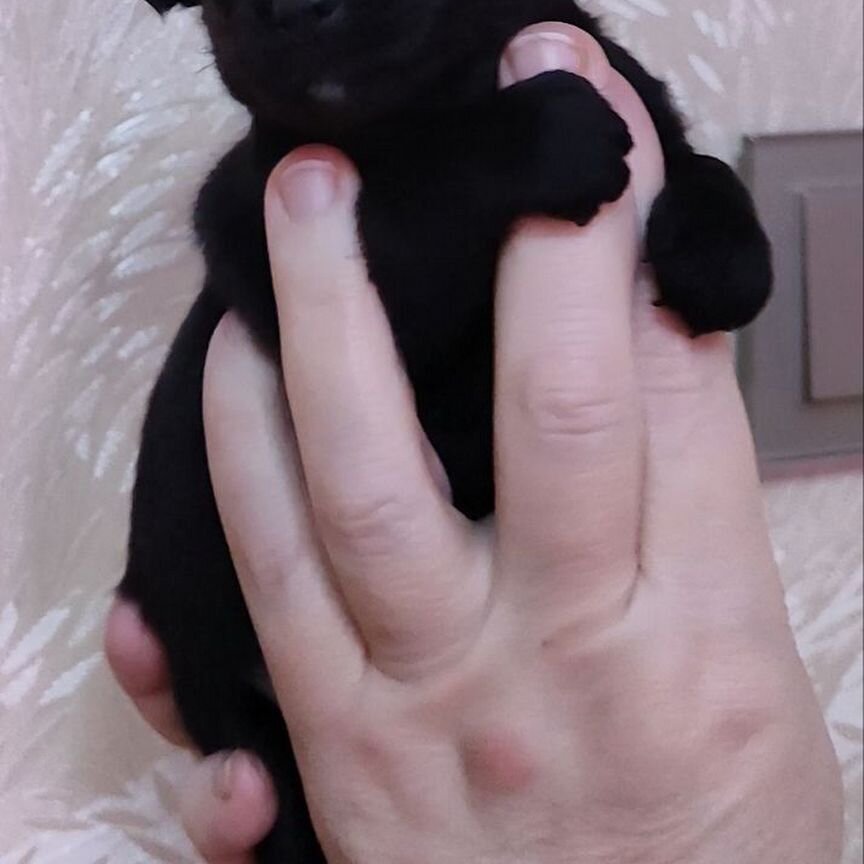 Щенки чихуахуа