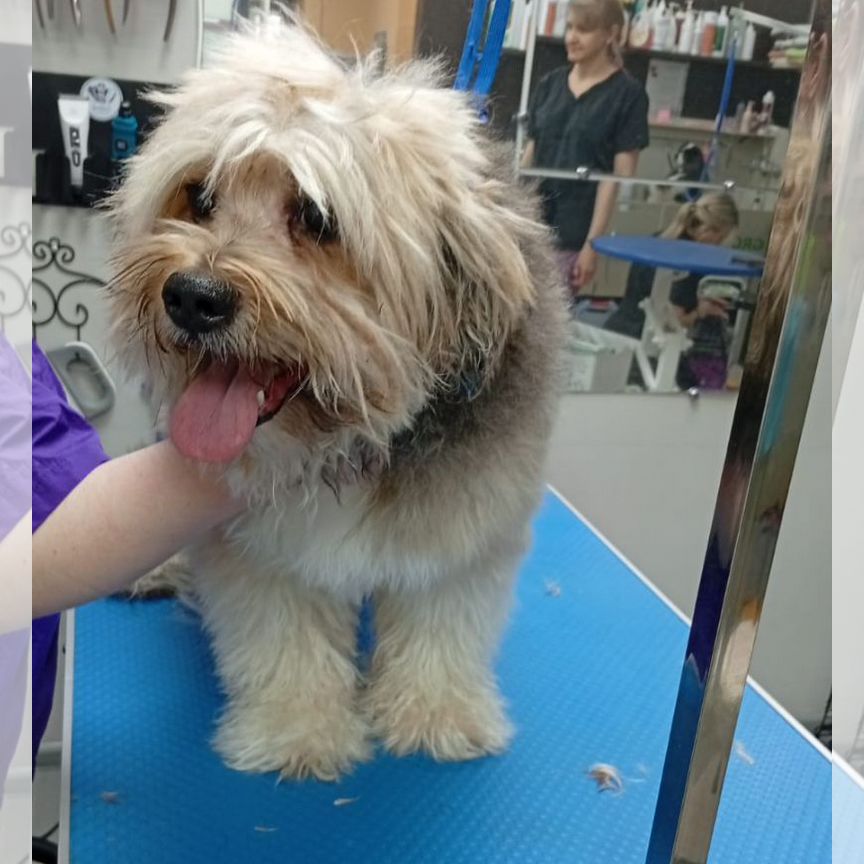 Взрослый пёс в добрые руки