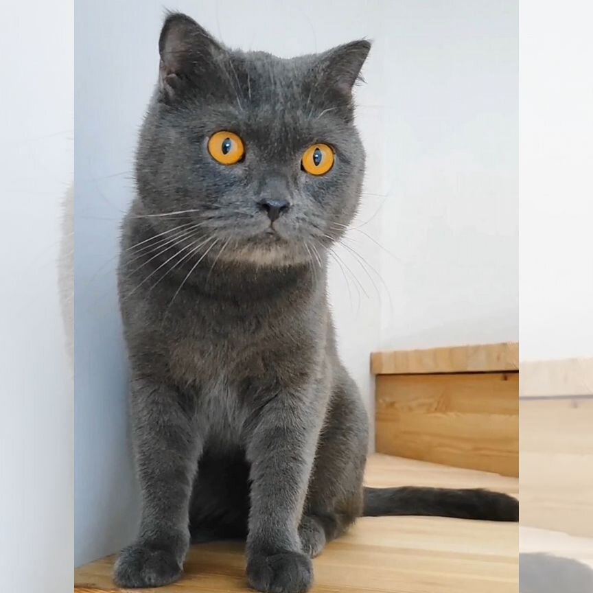 Шотландский вислоухий короткошёрстный, взрослый кот