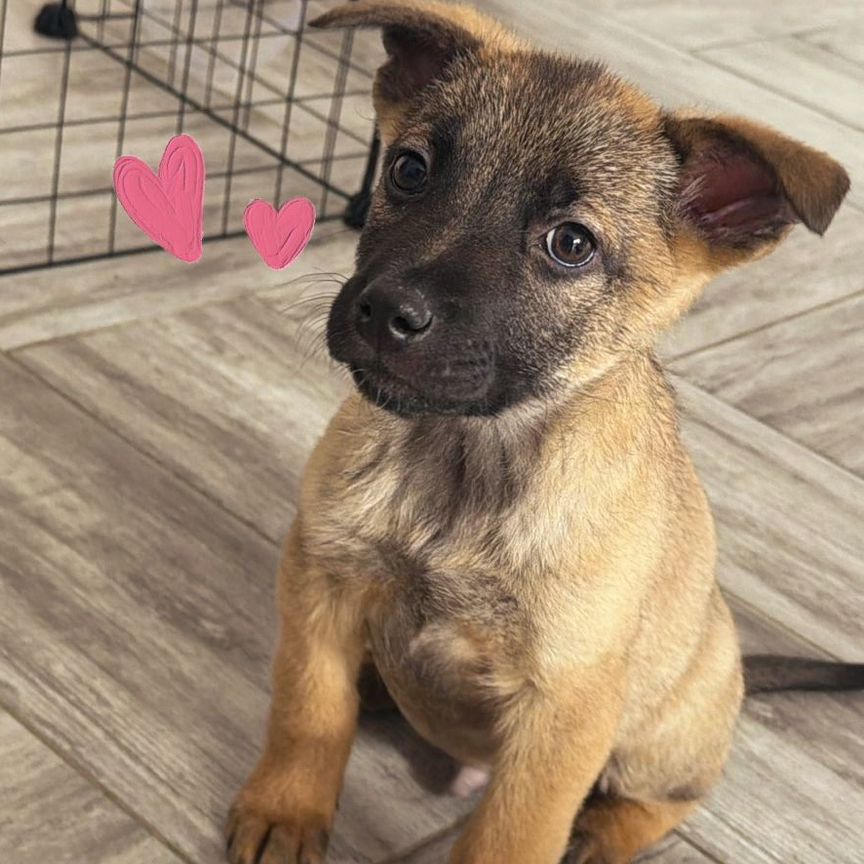 Щенок в добрые руки