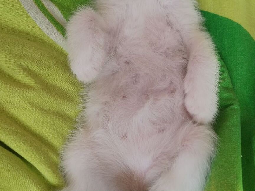 Котёнок