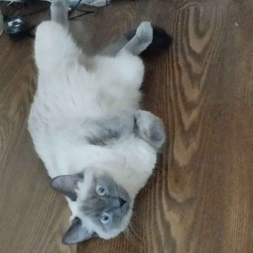 Тайская кошка, взрослая