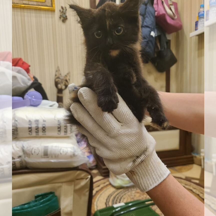 Котенок девочка в добрые руки