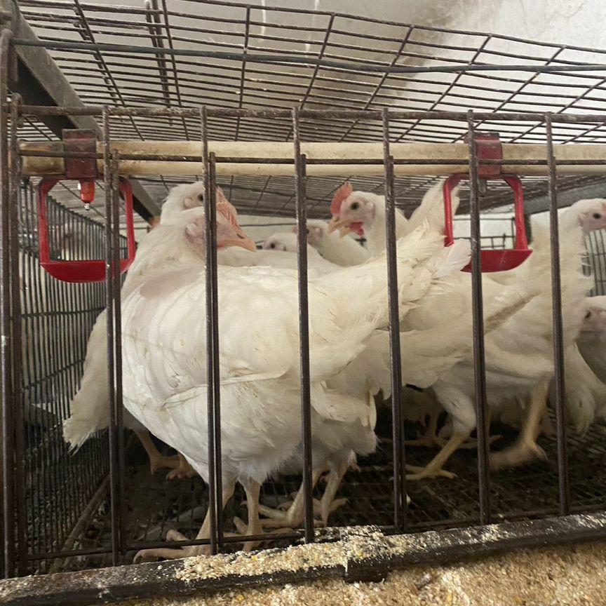 Курочки несушки.Возим оптом