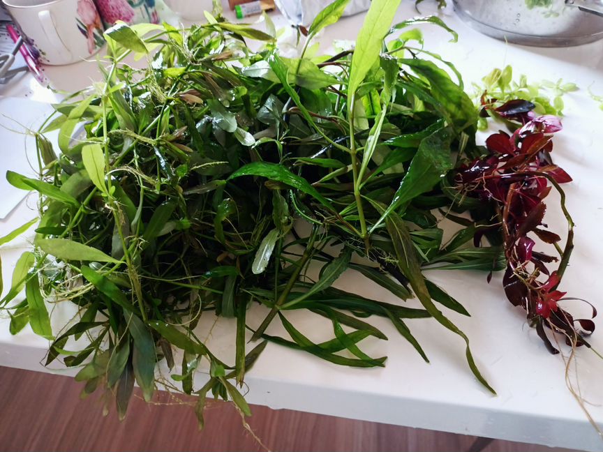 Криптокорина Нури Аквариумные растения