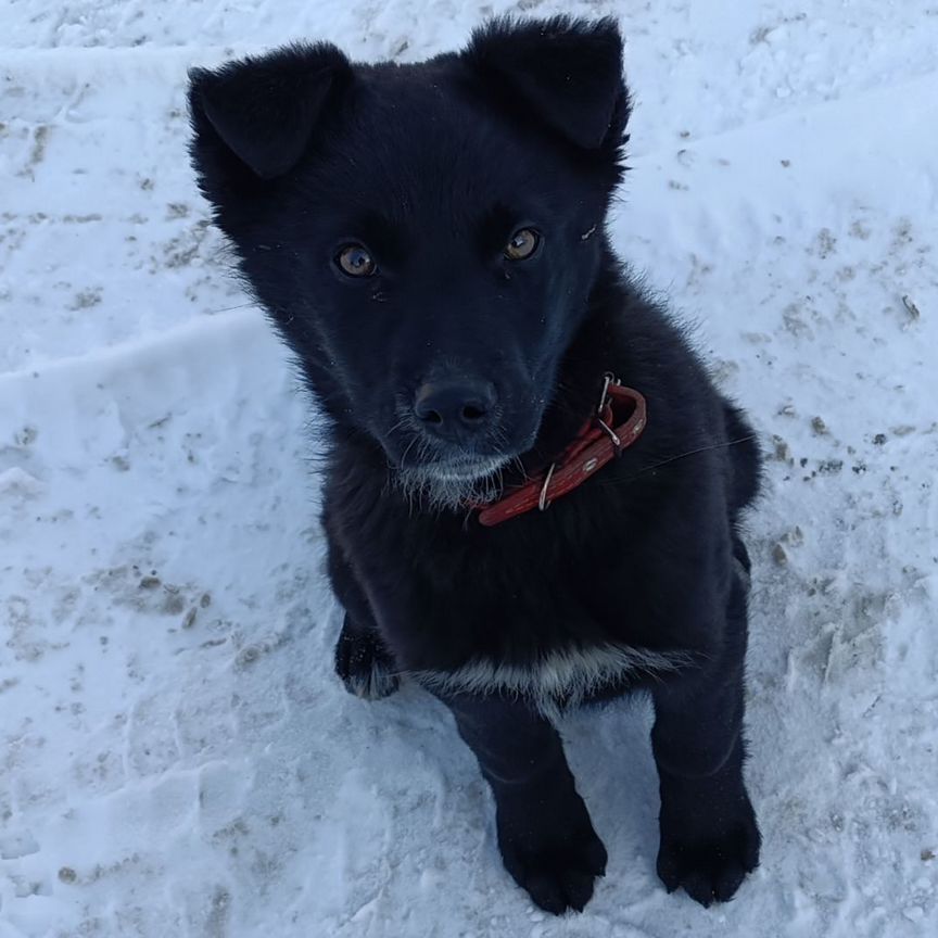 Щенок в добрые руки