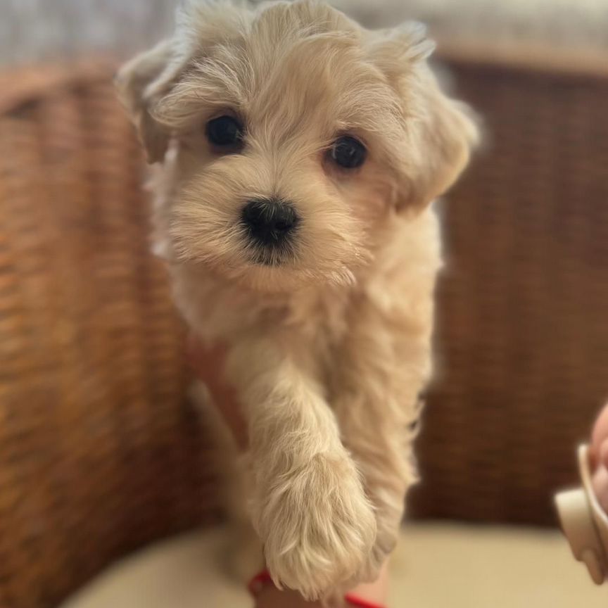 Мальтипу, щенок