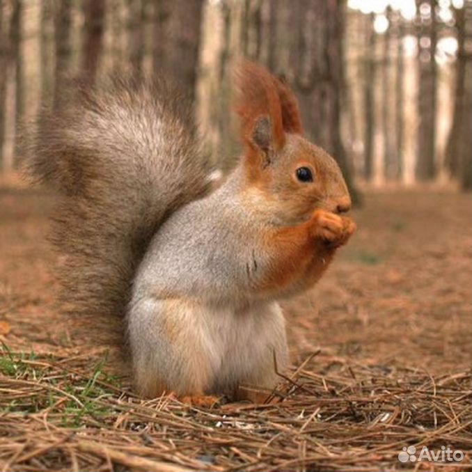 Сибирская и Алтайская белка