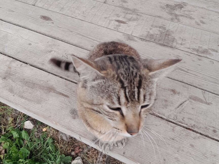 Кот