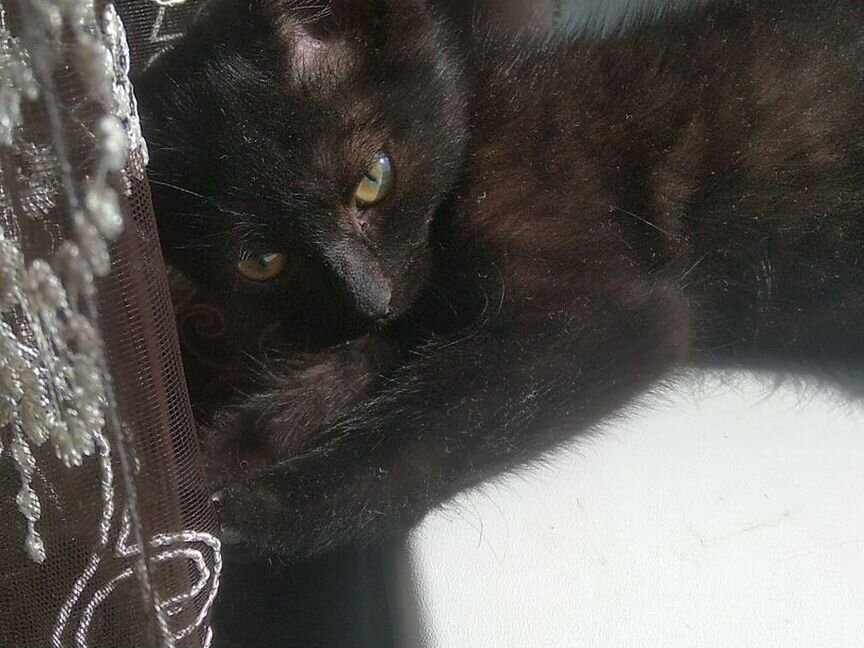 Котенок в добрые руки