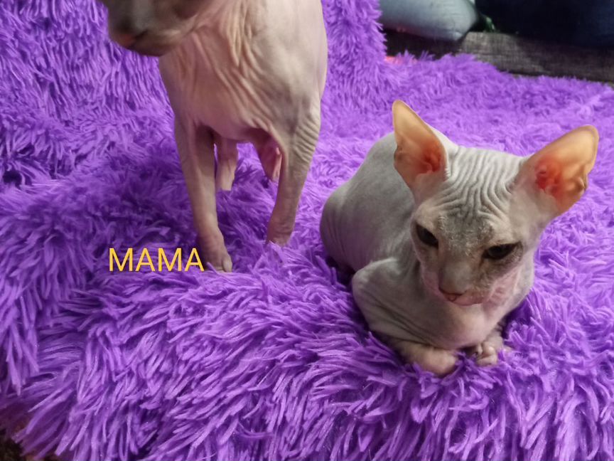 Донской сфинкс котята