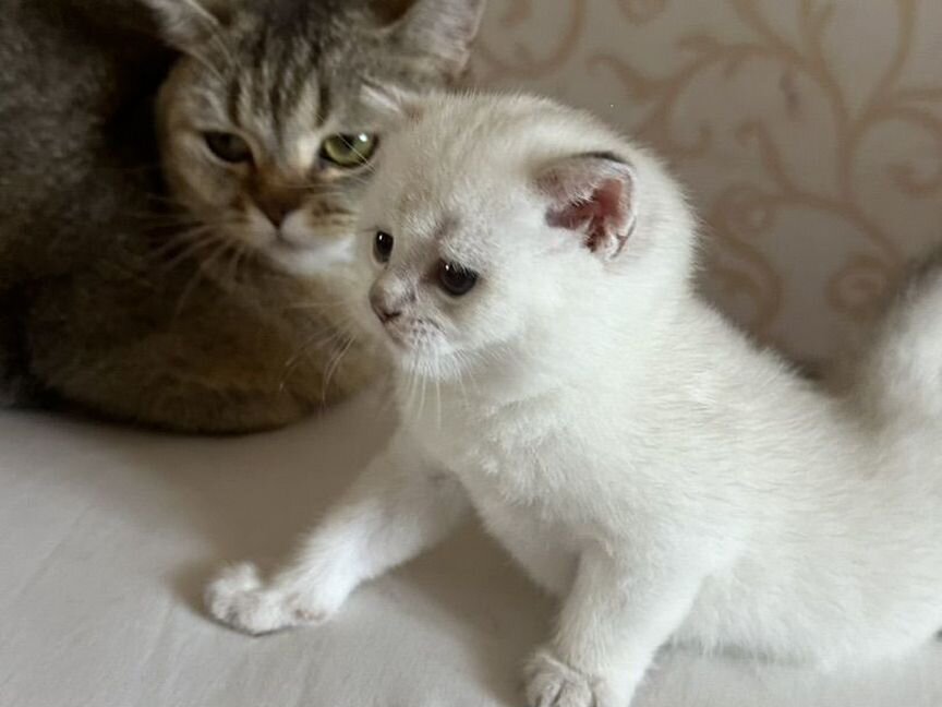 Шотландские прямоухие котята