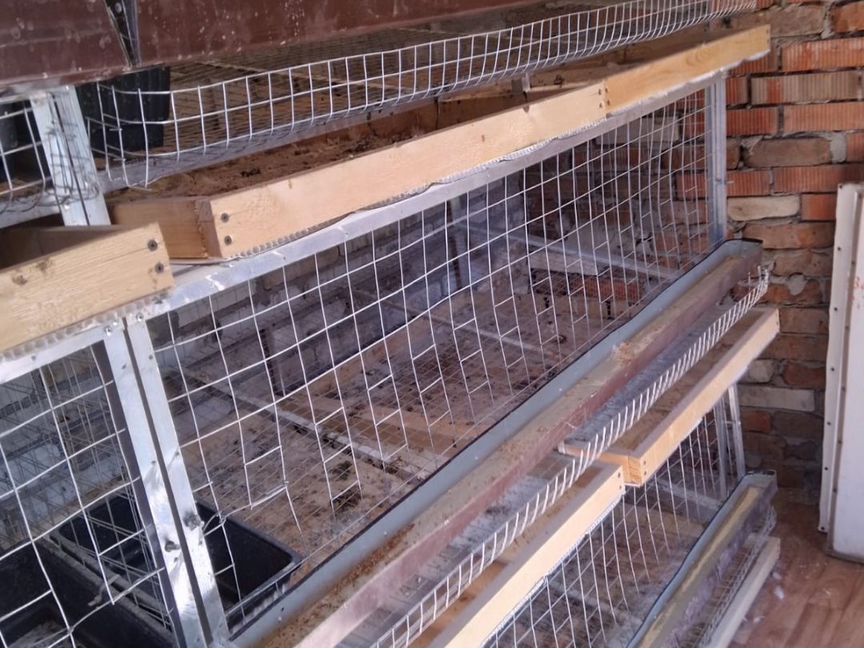 Клетки для перепелов несушек