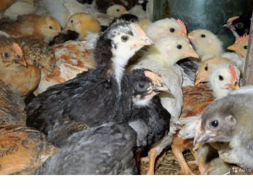 Петушки 2 месяца