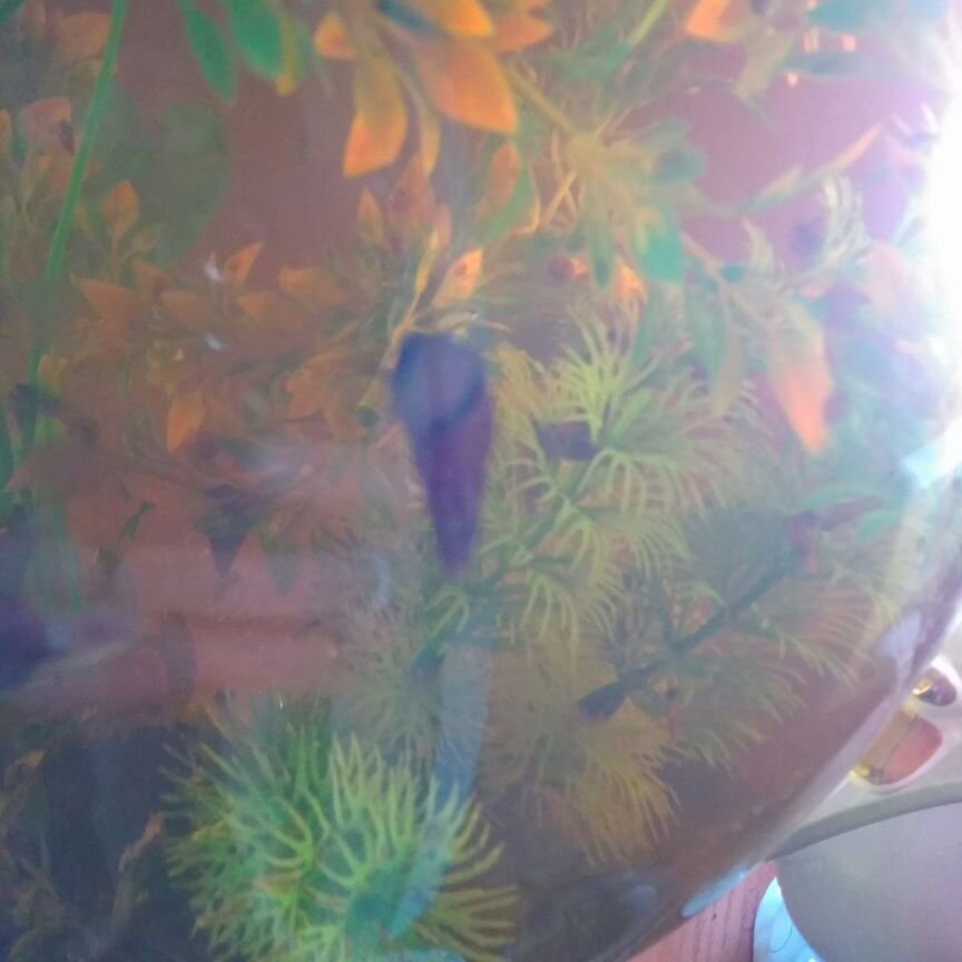 Улитки катушки, мелании