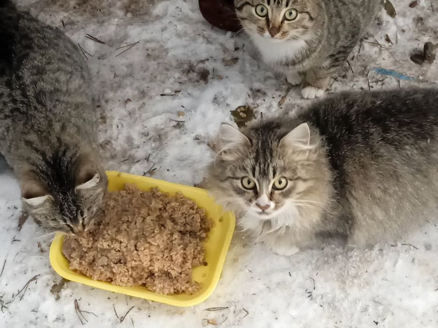 Котята в добрые руки бесплатно