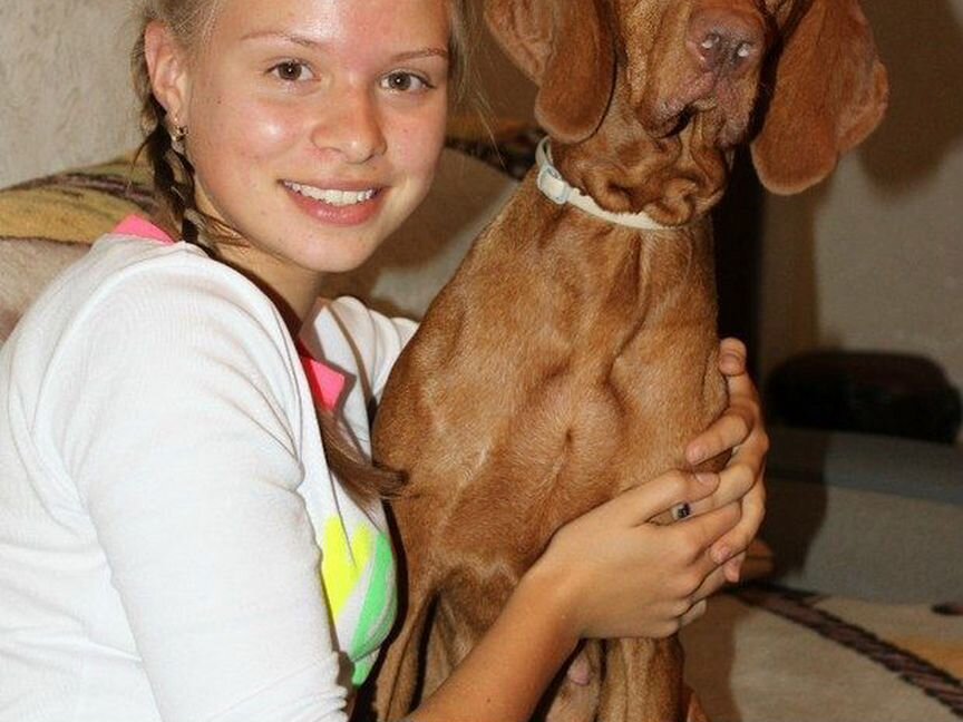 Щенки венгерской выжлы. Питомник