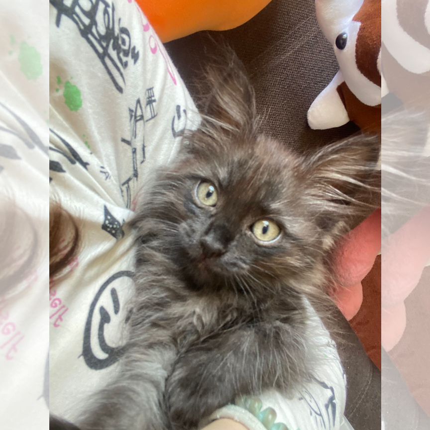 Котёнок в добрые руки